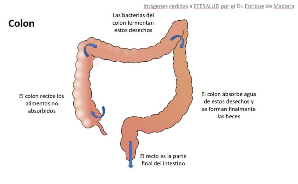 Viaje endoscópico al tubo digestivo: yeyuno, íleon y colon