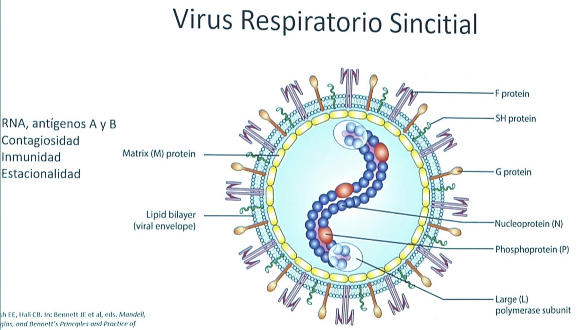 Nirsevimab, escudo frente al virus respiratorio sincitial