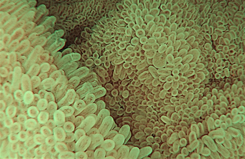 Los secretos del endoscopio digestivo